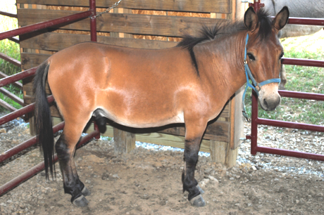 Donkey Rescue History - Waldin Family Farm